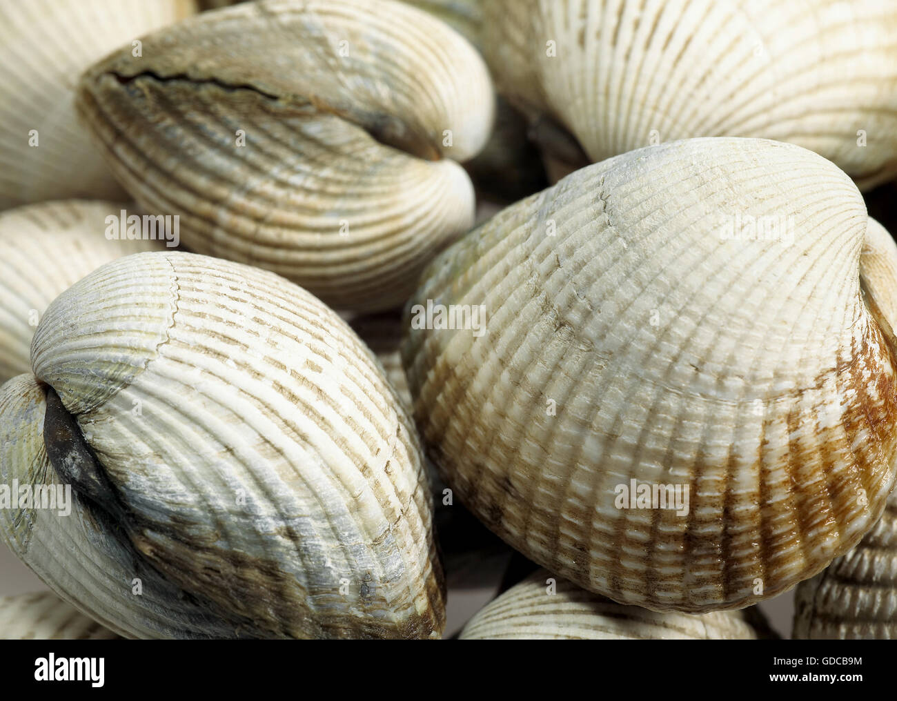 Common Cockle, cerastoderma edule, Fresh Shells Stock Photo - Alamy