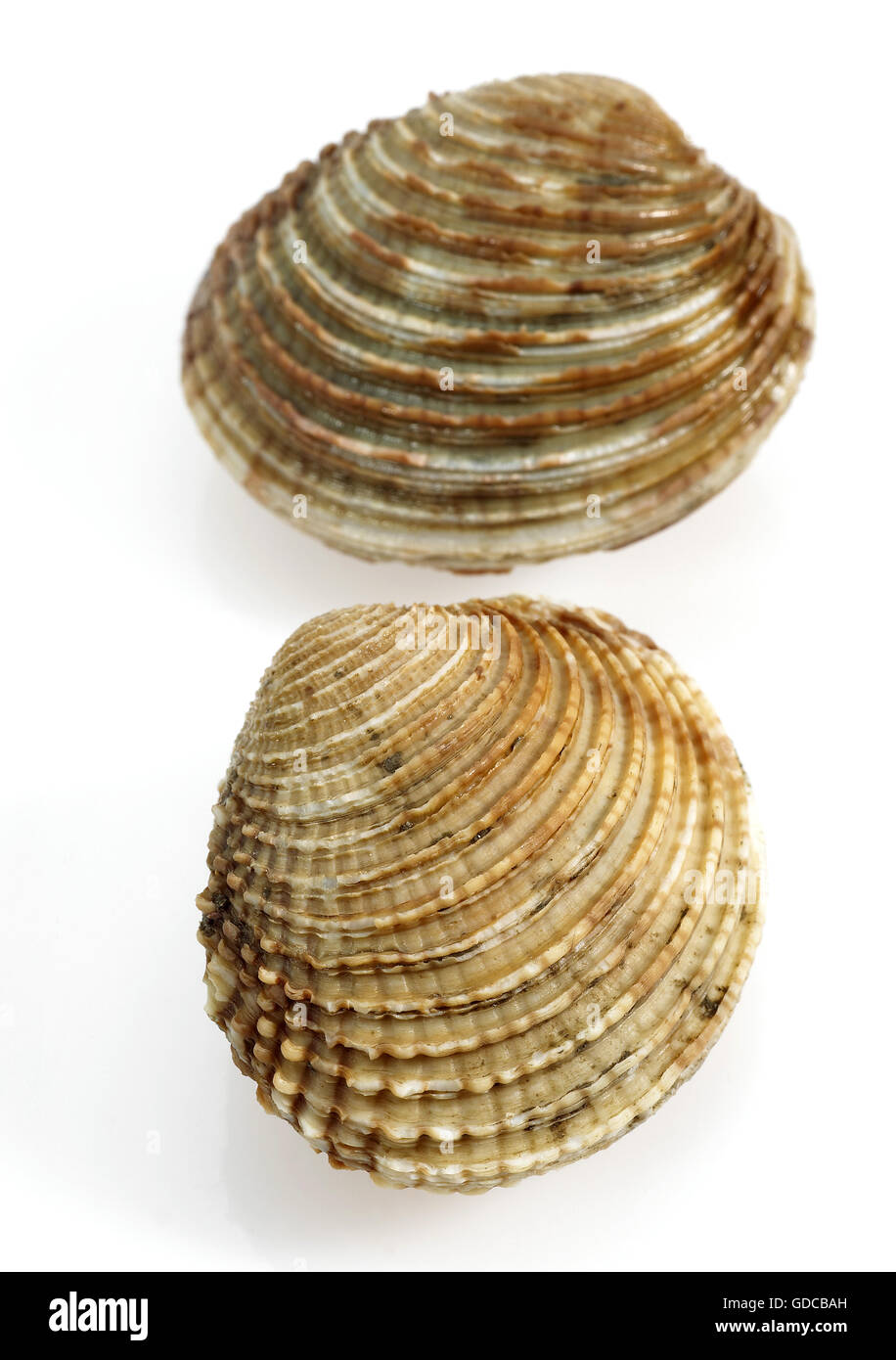 Venus clam hi-res stock photography and images - Alamy