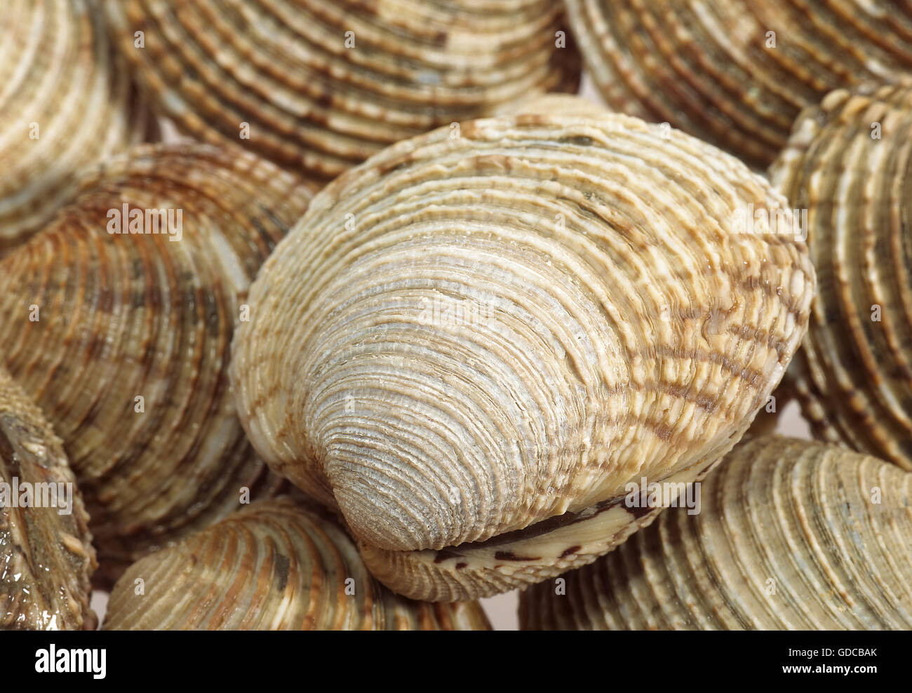 Venus clams hi-res stock photography and images - Alamy