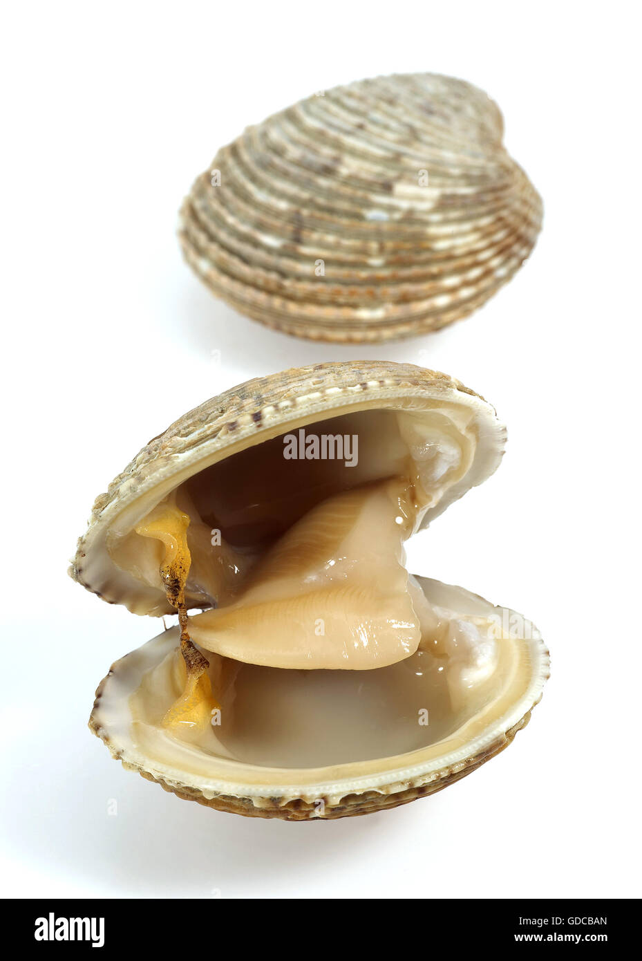 Clams, venus verrucosa, Shells against White Background Stock Photo - Alamy