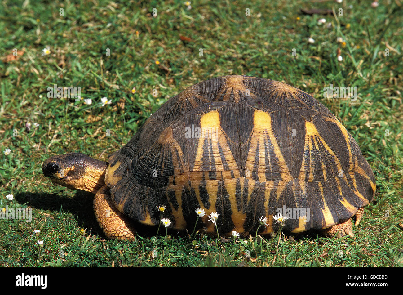 Radiata High Resolution Stock Photography and Images - Alamy