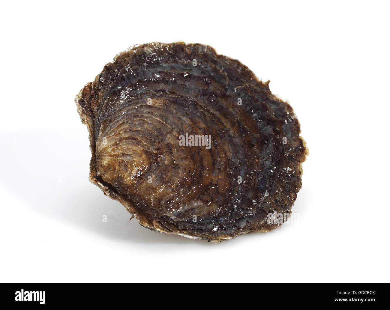 Belon Oyster Ostrea Edulis High Resolution Stock Photography and Images ...