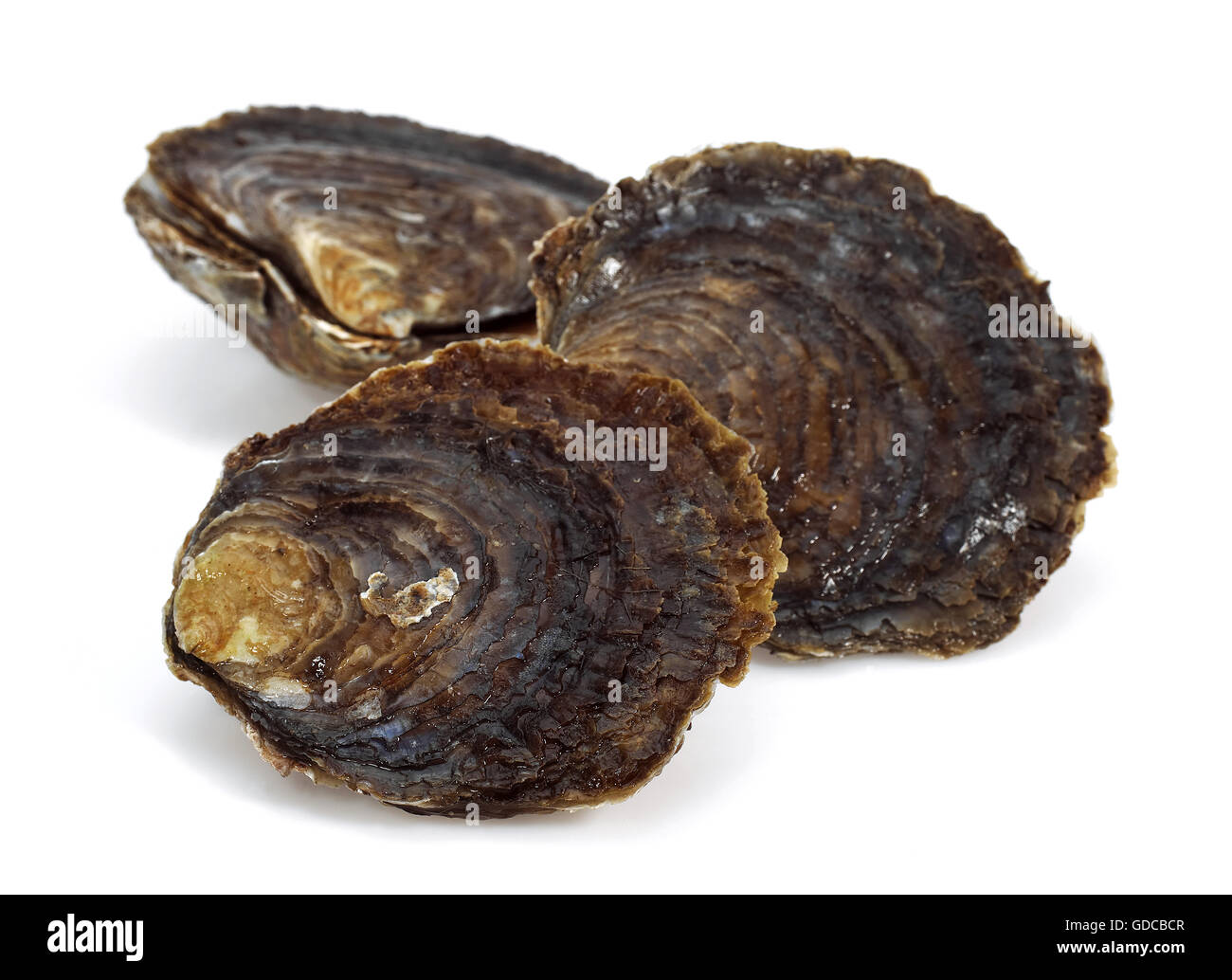 Belon Oyster Ostrea Edulis High Resolution Stock Photography and Images ...