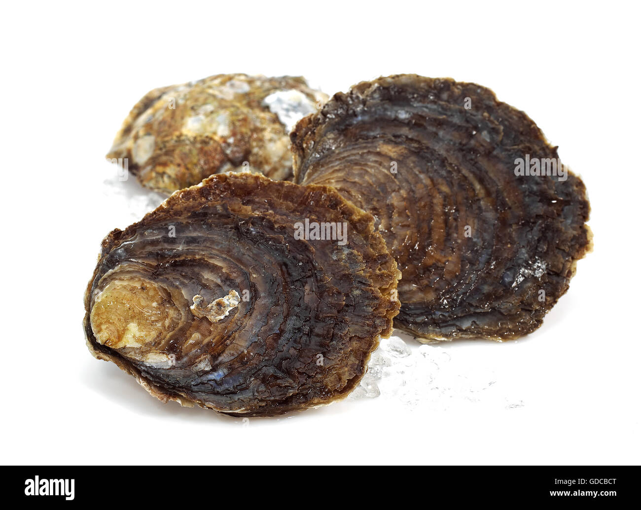 French Belon Oyster, ostrea edulis Stock Photo - Alamy