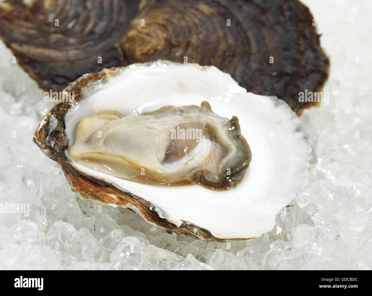 BELON OYSTER ostrea edulis, A FRENCH SPECY ON ICE Stock Photo - Alamy