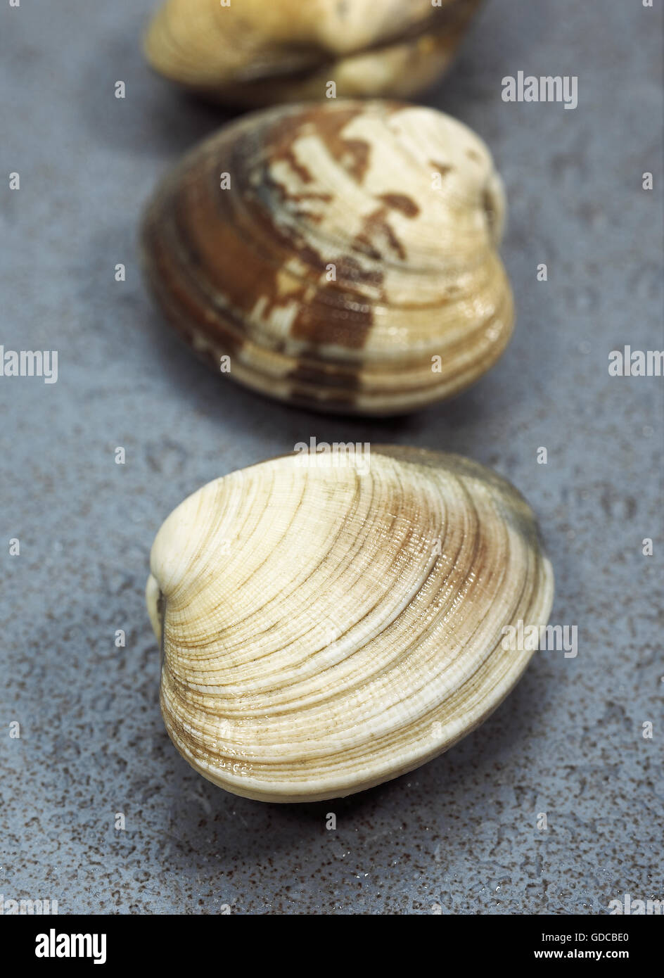 Carpet of shells hi-res stock photography and images - Alamy