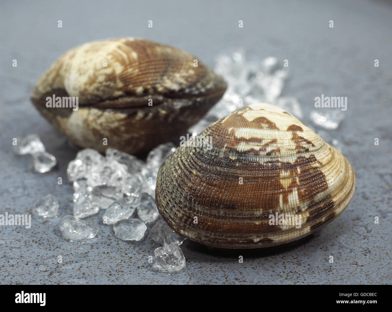 Carpet shell clams hi-res stock photography and images - Alamy