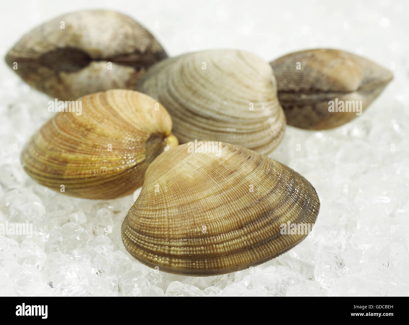 Ice shells hi-res stock photography and images - Alamy