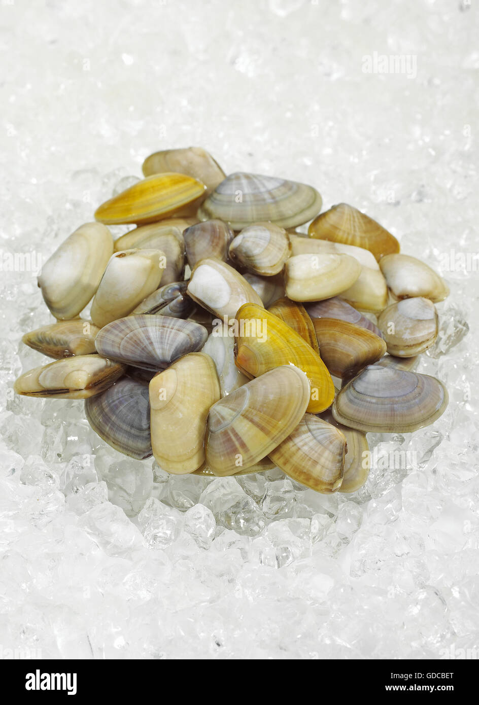 Wedge Shell High Resolution Stock Photography and Images - Alamy