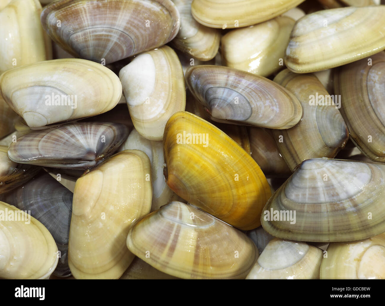 Wedge shell hi-res stock photography and images - Alamy