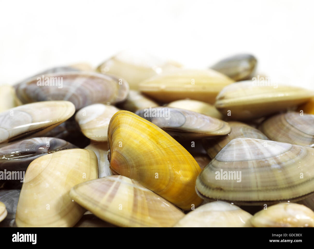 Wedge Shell, donax trunculus, Shells against White Background Stock ...