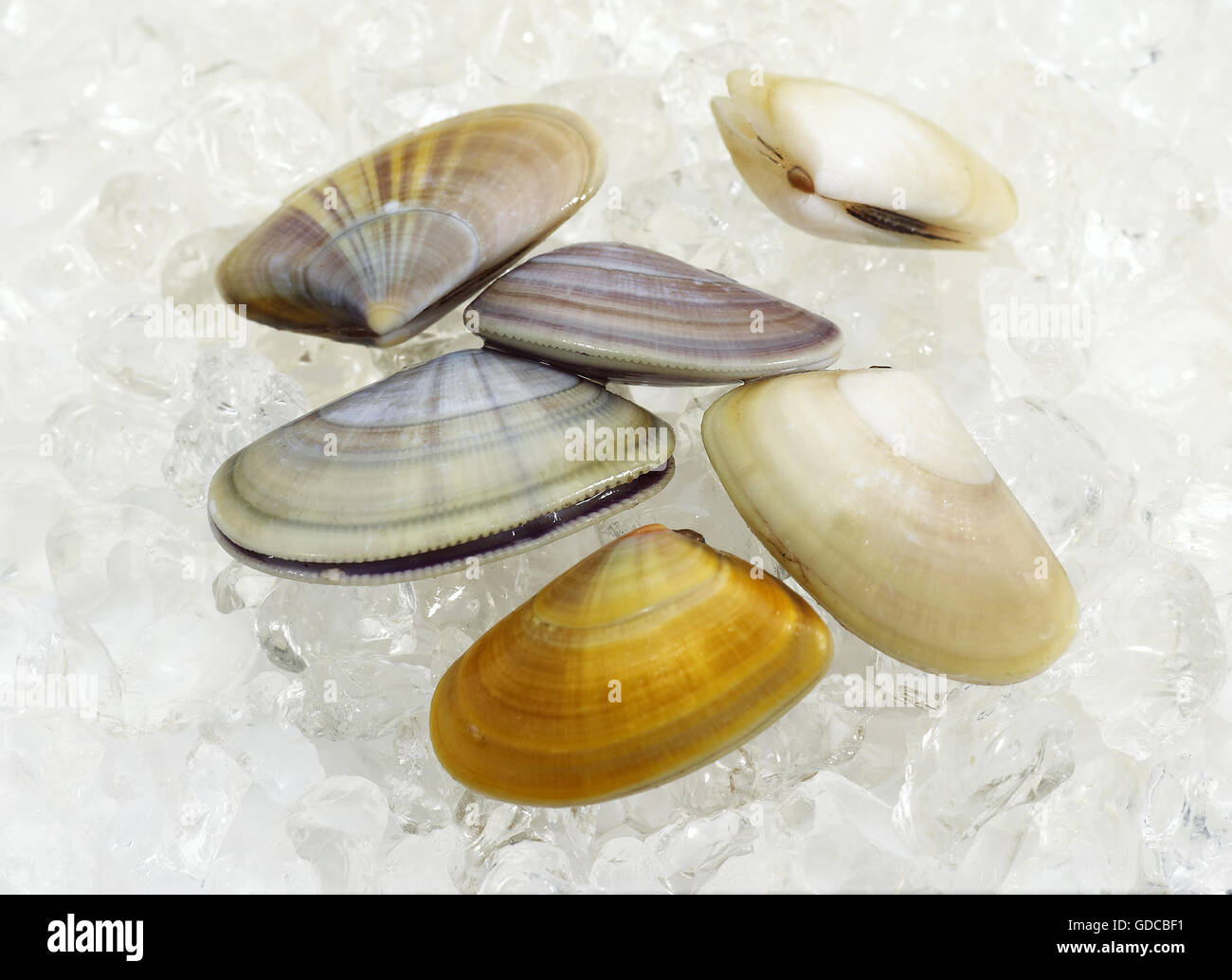 Wedge Shell, donax trunculus, Shells on Ice Stock Photo - Alamy