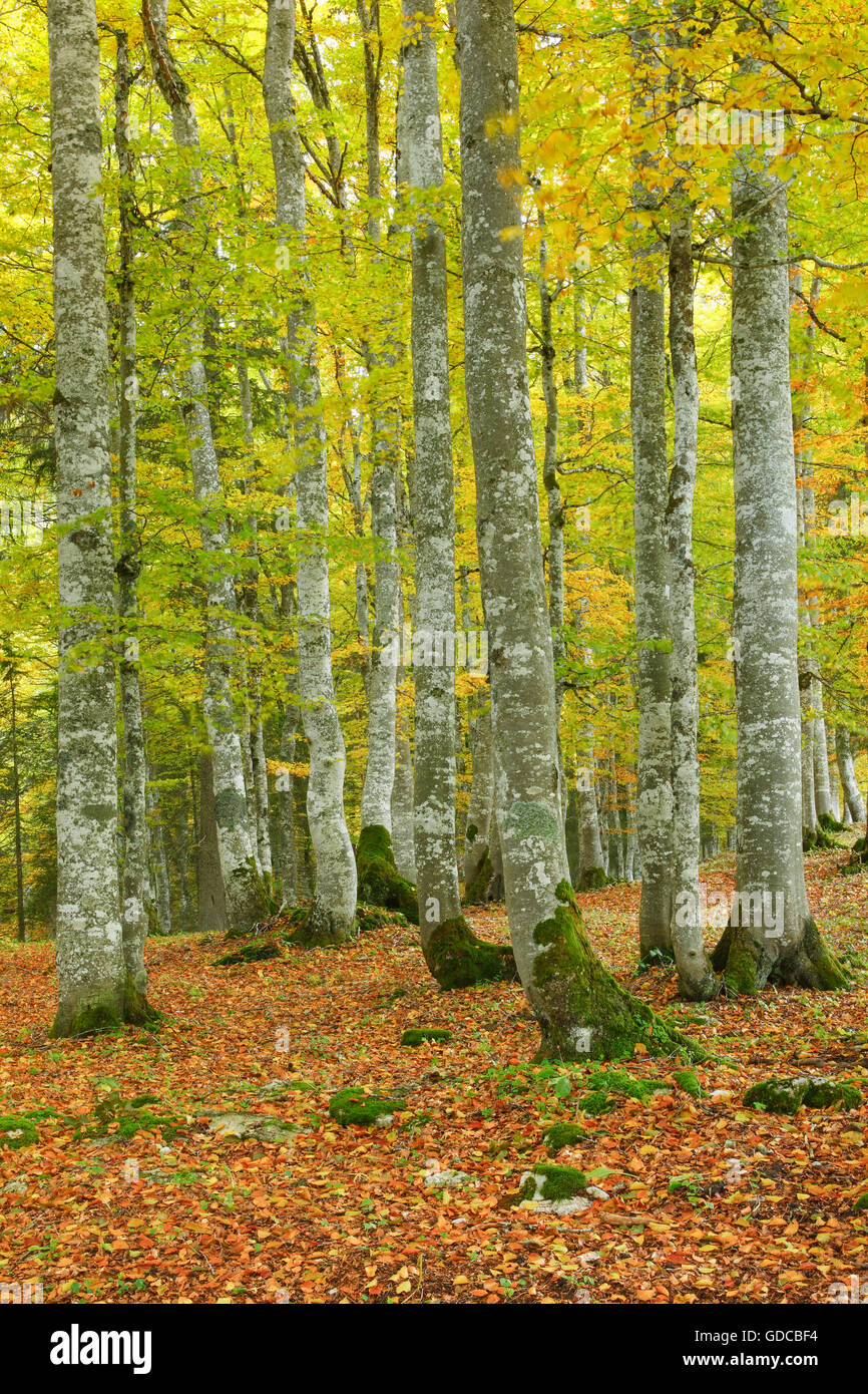 Beech forest in autumn,Switzerland Stock Photo - Alamy