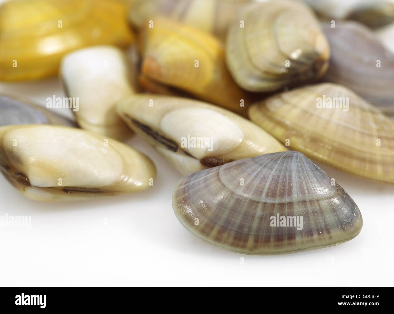 Clam shell images hi-res stock photography and images - Alamy