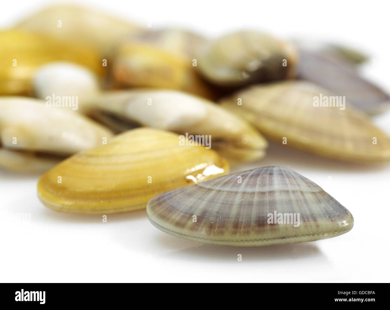 Wedge Shell, donax trunculus, Shells against White Background Stock ...
