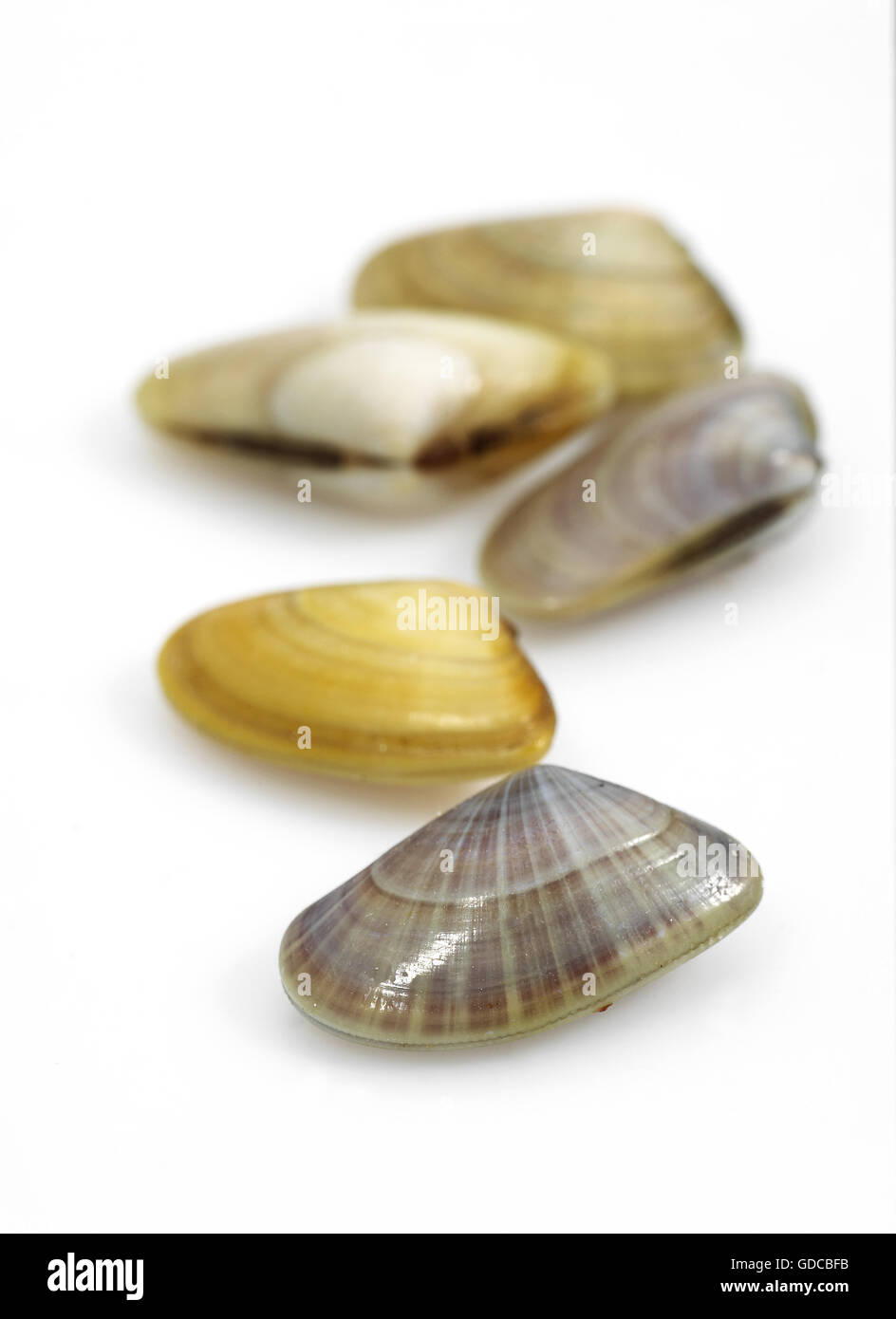 Abrupt wedge shell hi-res stock photography and images - Alamy