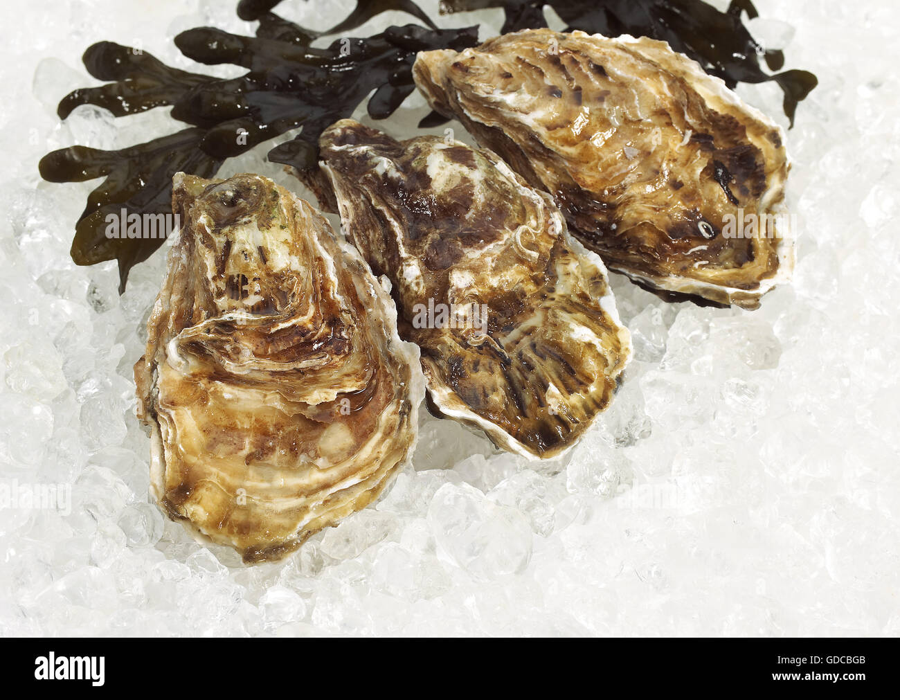 French Marennes d'Oleron Oysters, ostrea edulis on Ice Stock Photo - Alamy