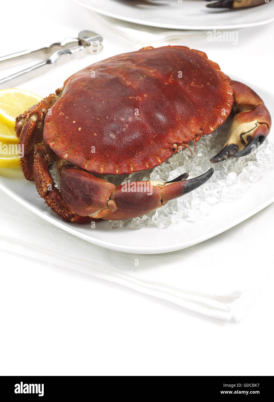 EDIBLE CRAB cancer pagurus IN PLATE WITH SLICES OF LEMON Stock Photo ...