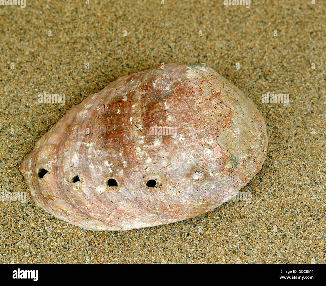 Ormer or Abalone orEar Shell, auris maris Stock Photo - Alamy