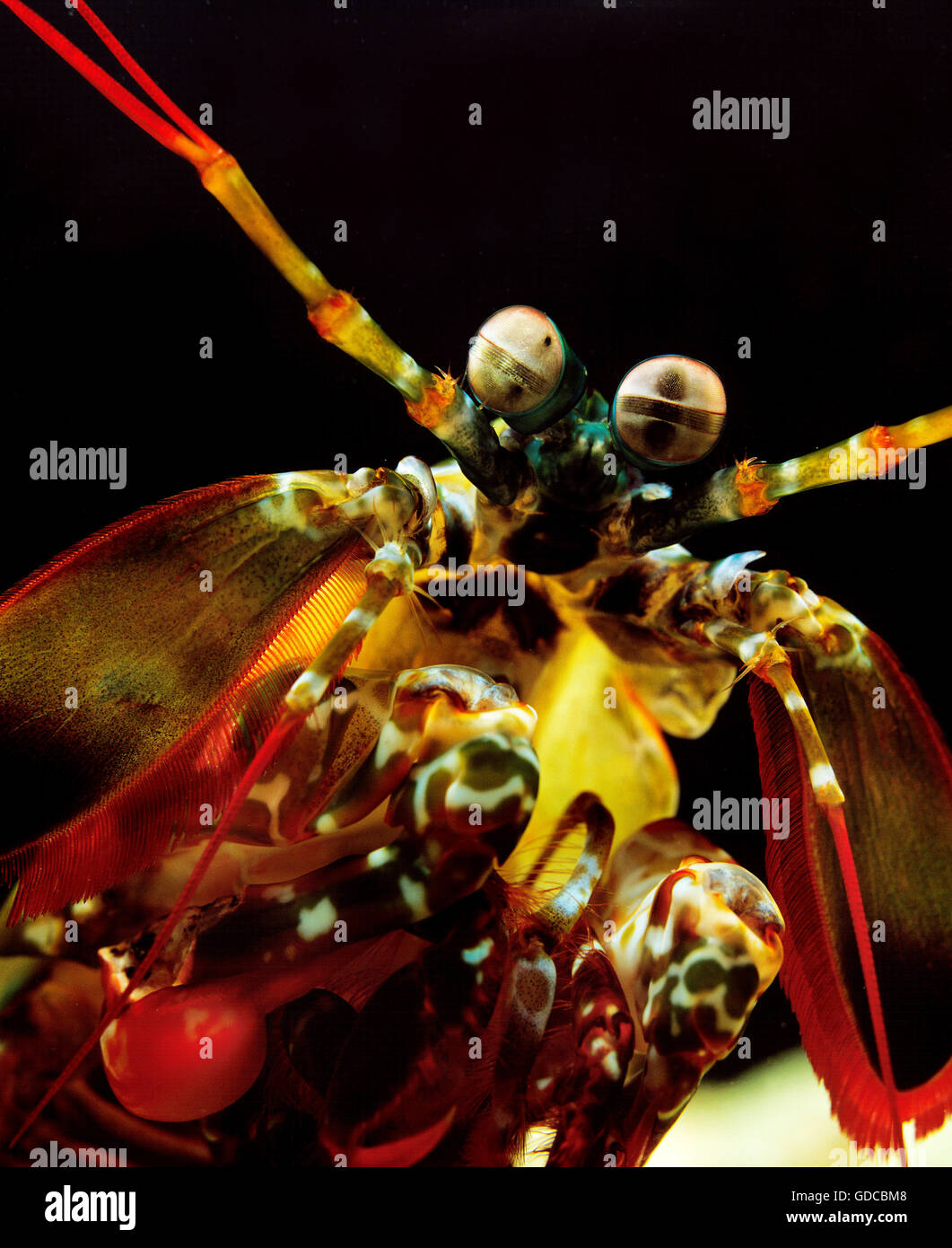 Colored mantis shrimps hi-res stock photography and images - Alamy