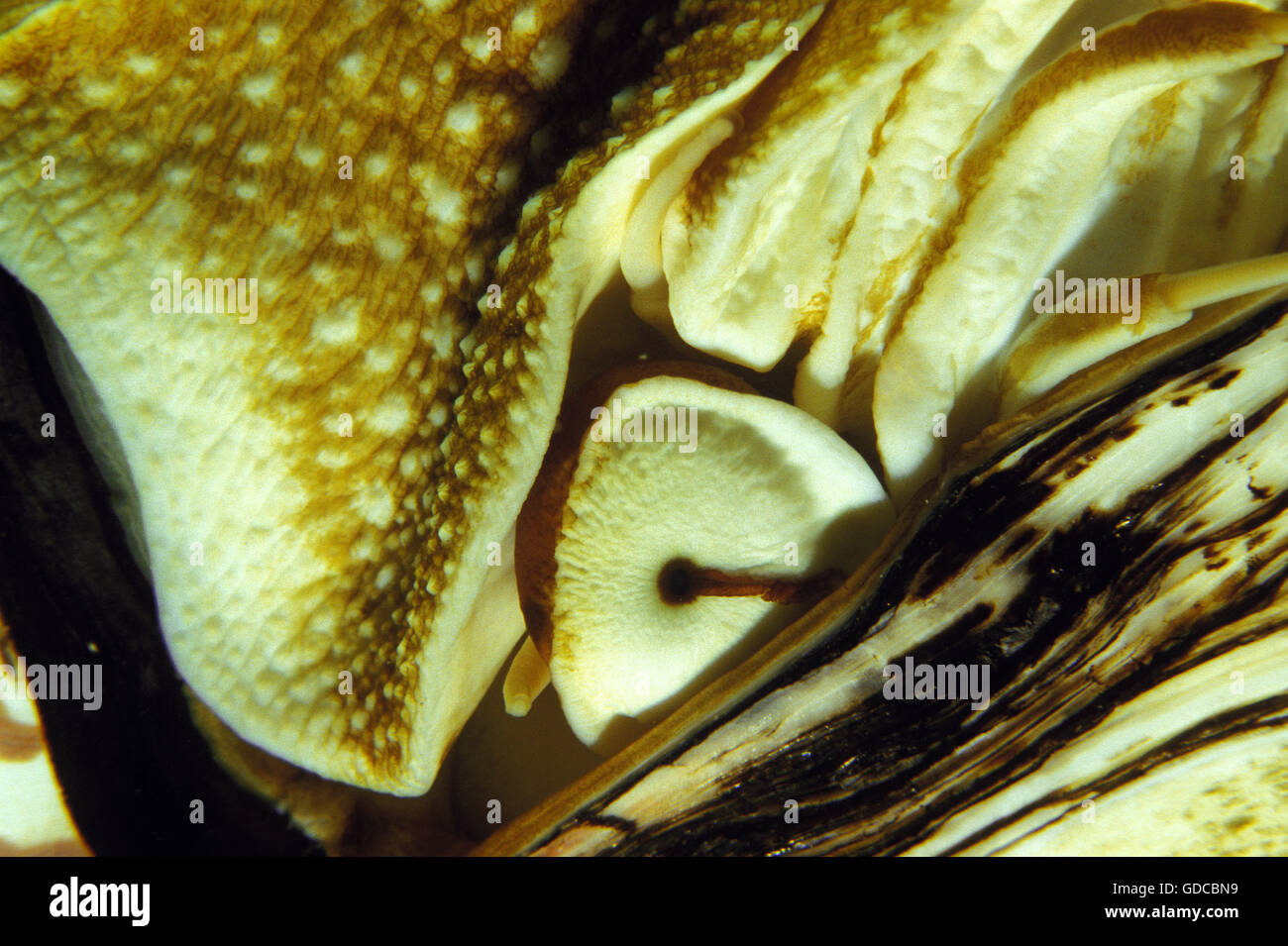 Nautilus, nautilus macromphalus, Close up of Head Stock Photo - Alamy