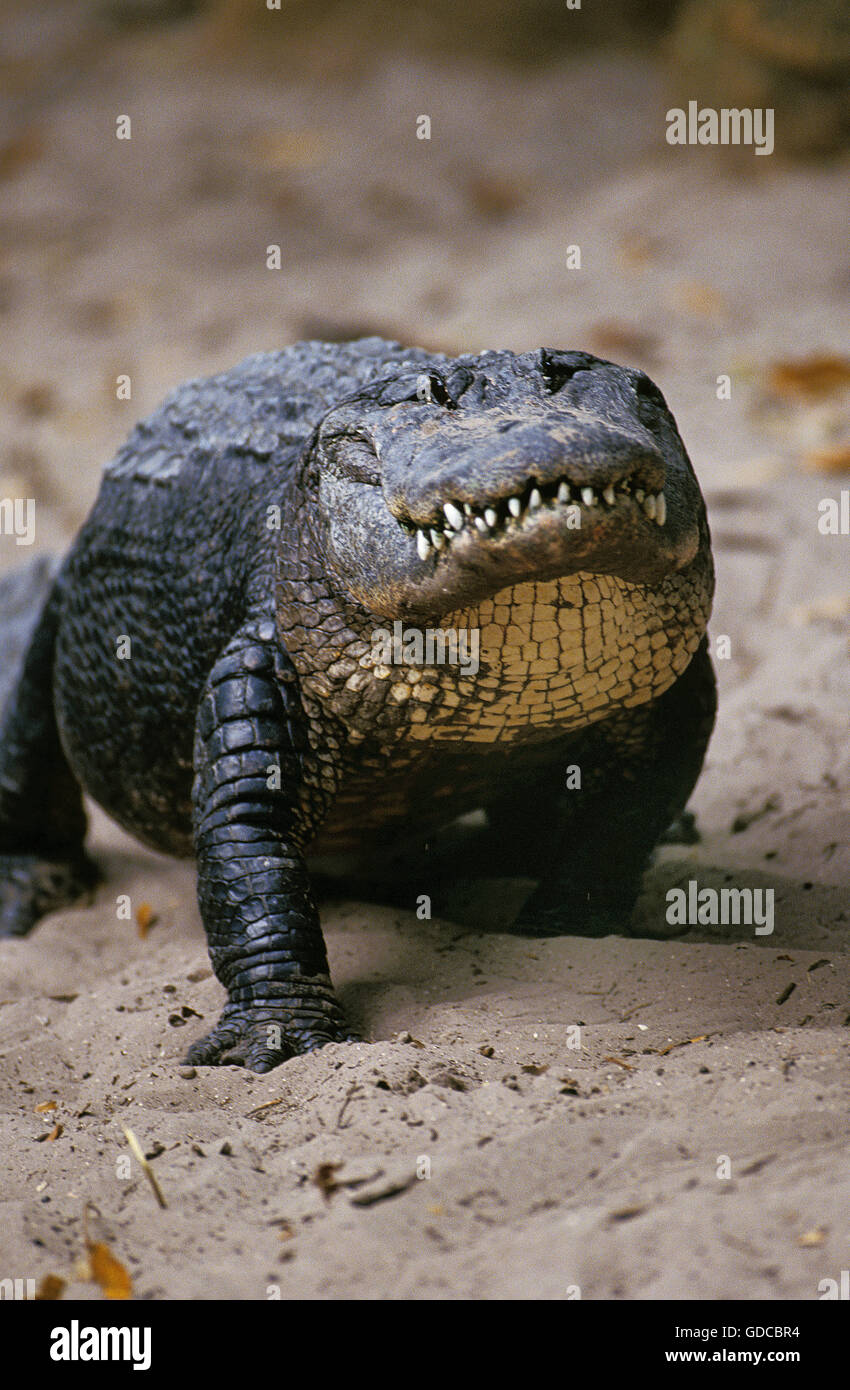 AMERICAN ALLIGATOR alligator mississipiensis, ADULT Stock Photo - Alamy