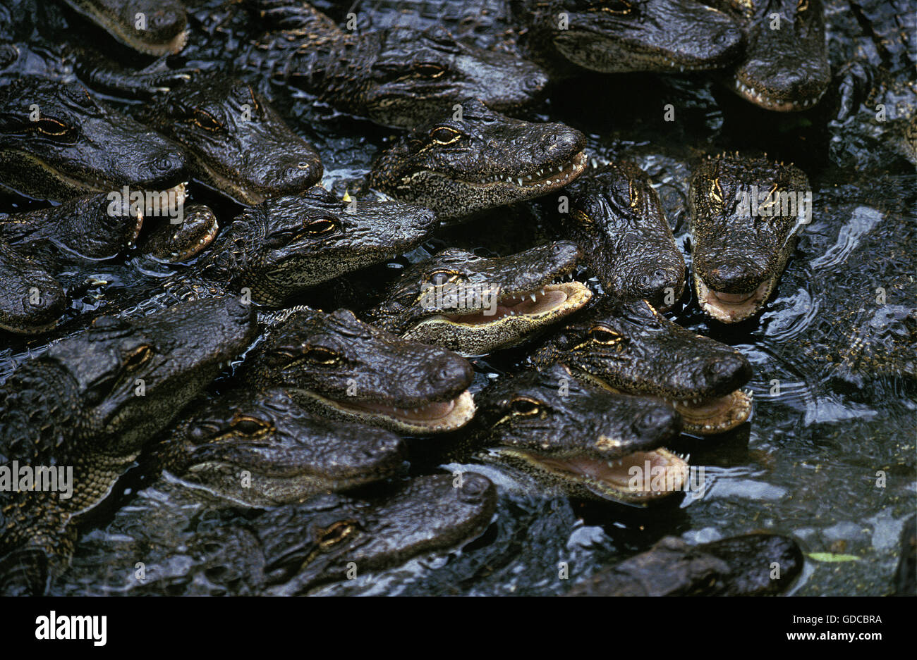 American Alligator, alligator mississipiensis, Babies in Crocodile Farm ...