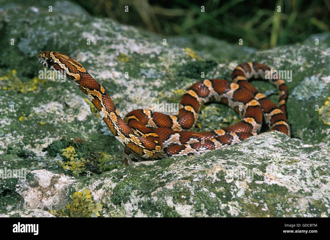 Corn snake or rat snake hi-res stock photography and images - Alamy
