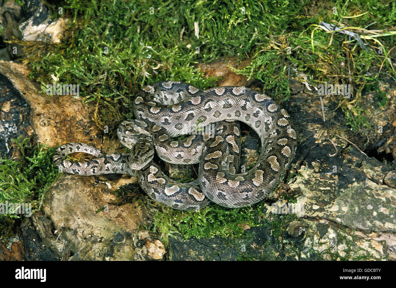 Argentine rainbow boa hi-res stock photography and images - Alamy