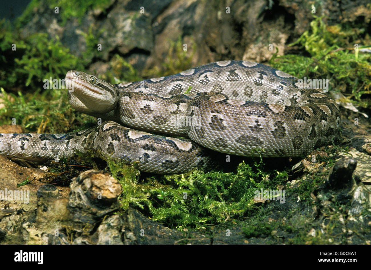 Argentine Rainbow Boa, epicrates cenchria alvarezi Stock Photo - Alamy