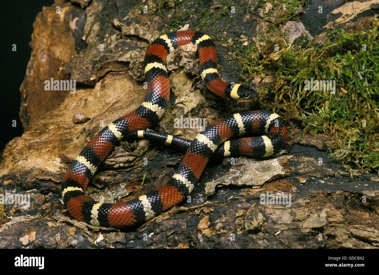 Lampropeltis triangulum annulata hi-res stock photography and images ...