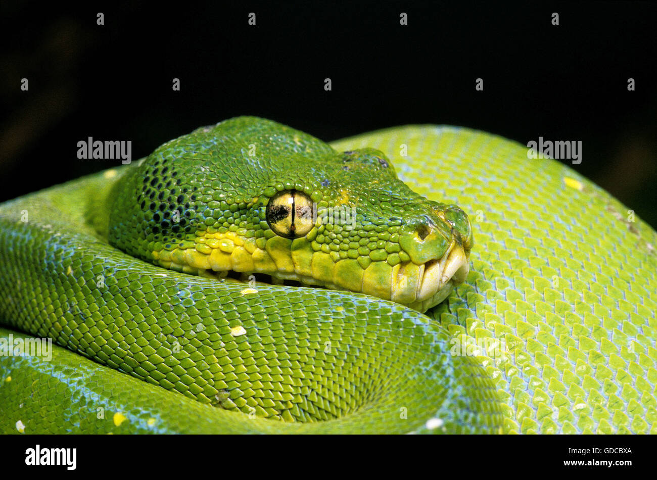 Green Tree Python, morelia viridis, Close up of Head Stock Photo - Alamy
