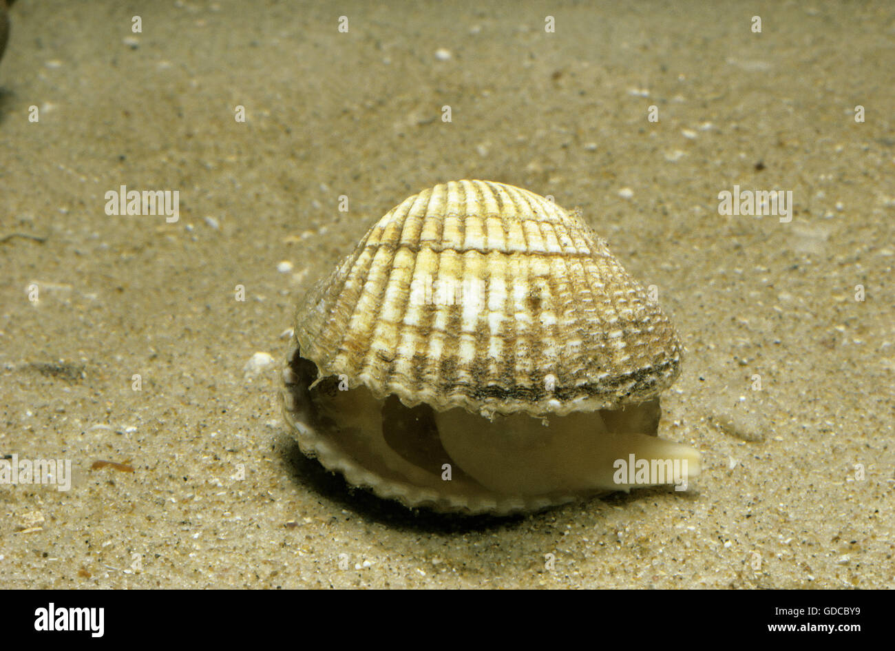 Common Cockle, cerastoderma edule Stock Photo - Alamy