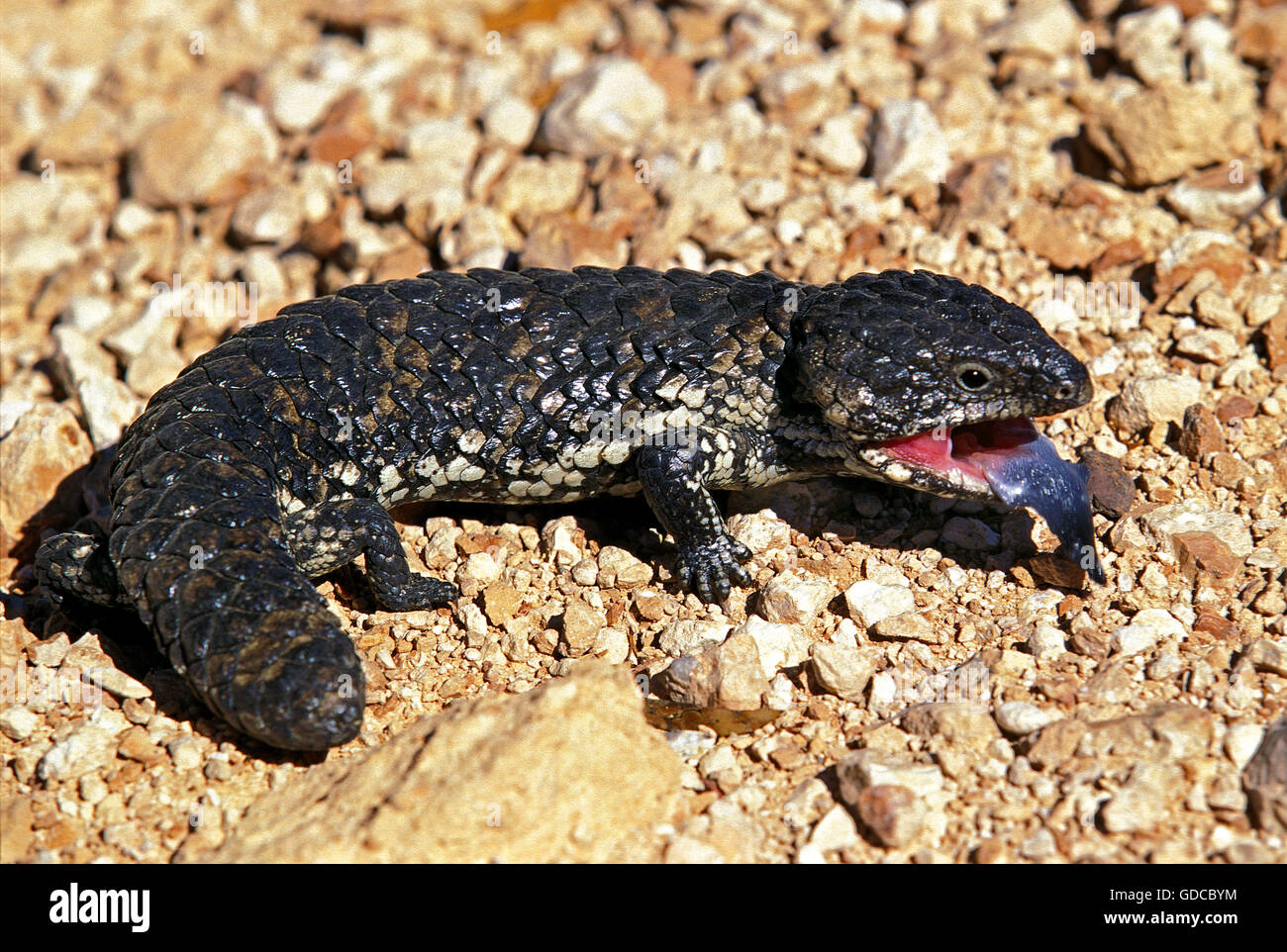 Stump Tailed Skink, tiliqua rugosa, Adult with Open Mouth and Tongue ...