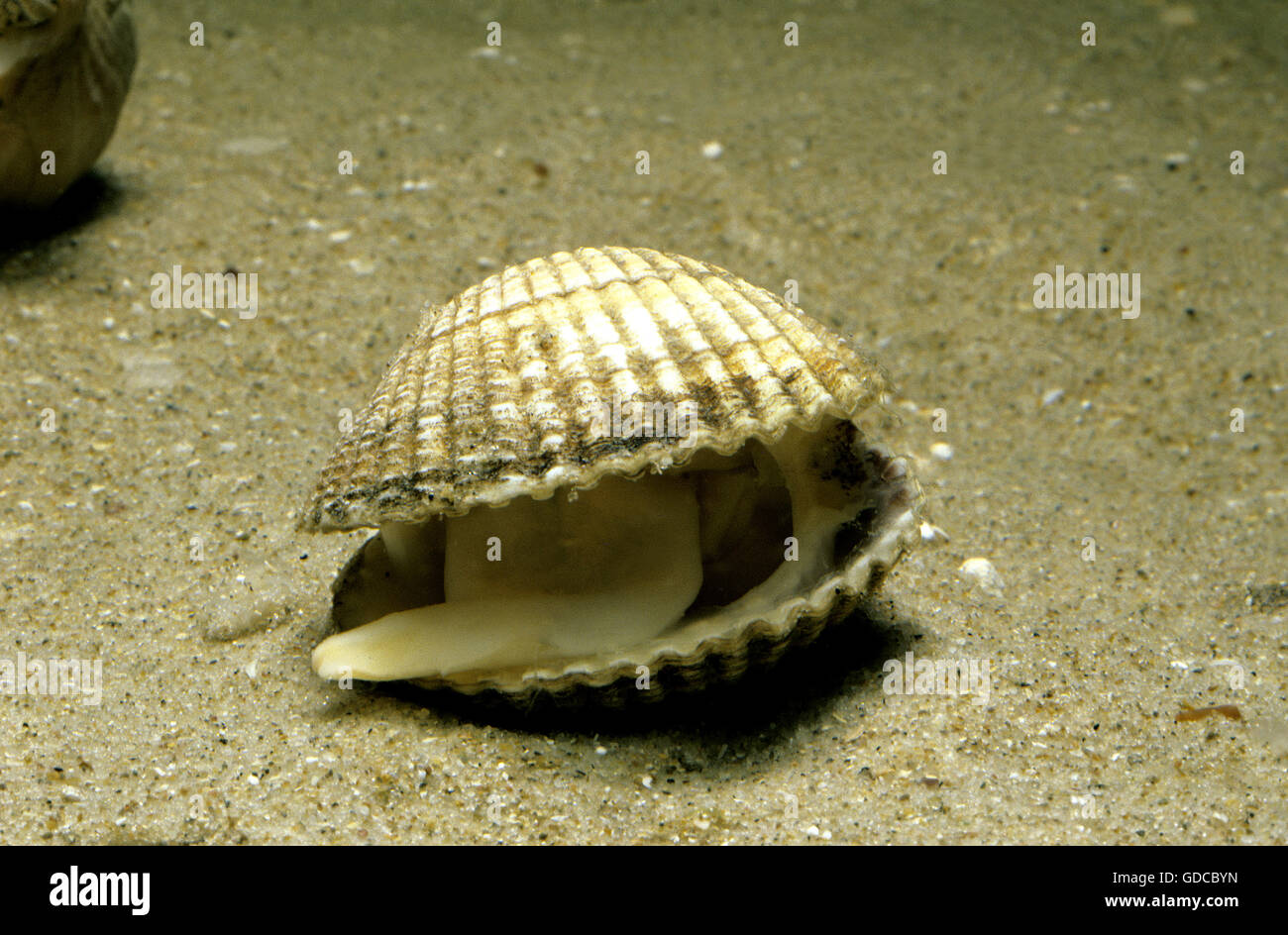 Cockle cerastoderma edule hi-res stock photography and images - Alamy