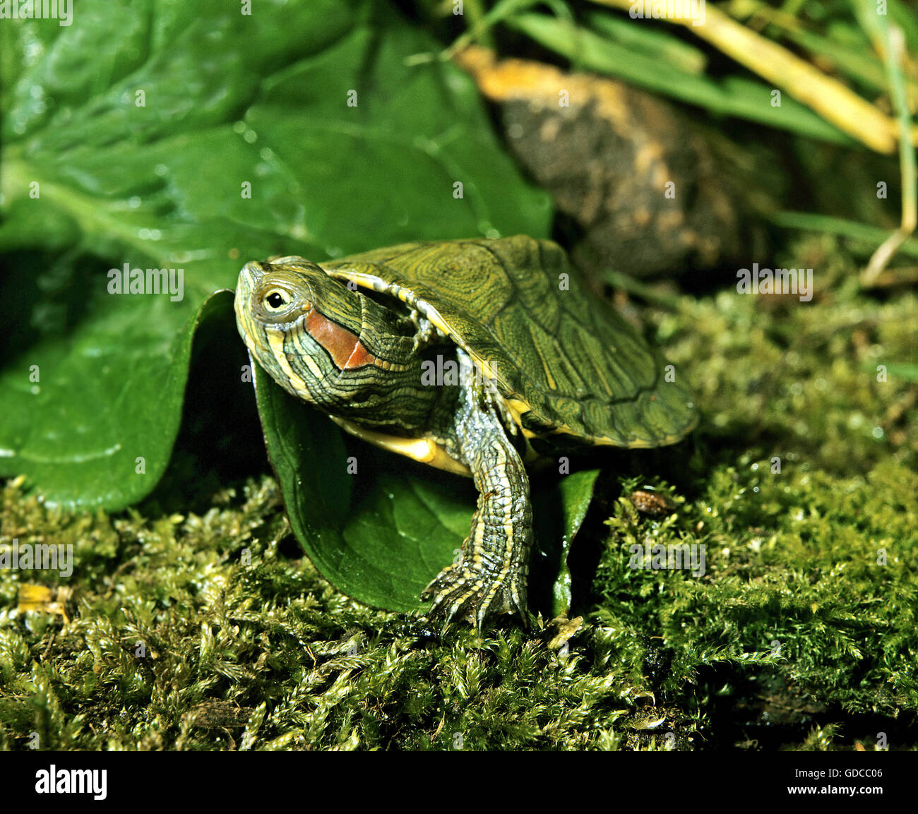 Adult red eared slider hi-res stock photography and images - Alamy