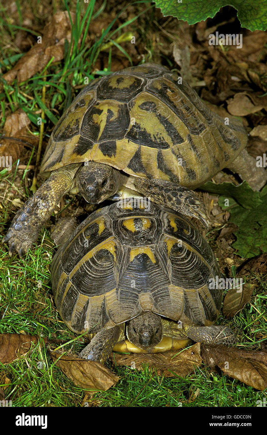 Hermann's Tortoise, testudo hermanni, Adults Stock Photo - Alamy