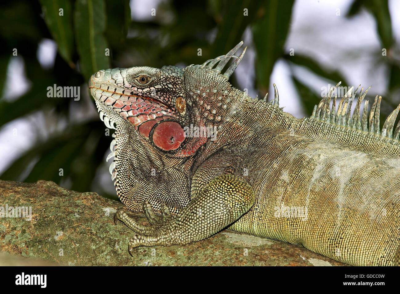 Green iguana iguana iguana in tree hi-res stock photography and images ...