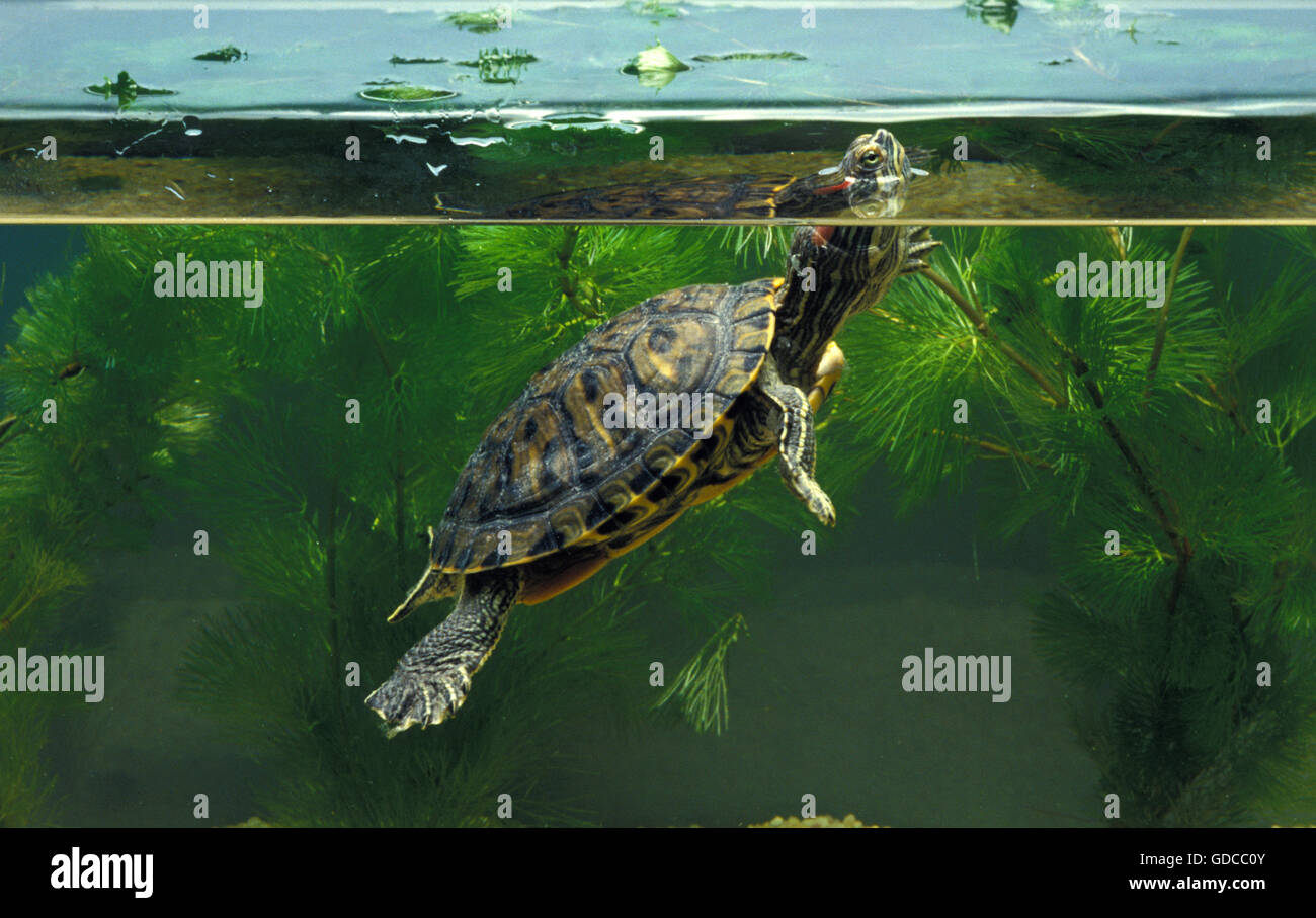 Red-Eared Terrapin, trachemys scripta elegans, in Aquarium Stock Photo ...