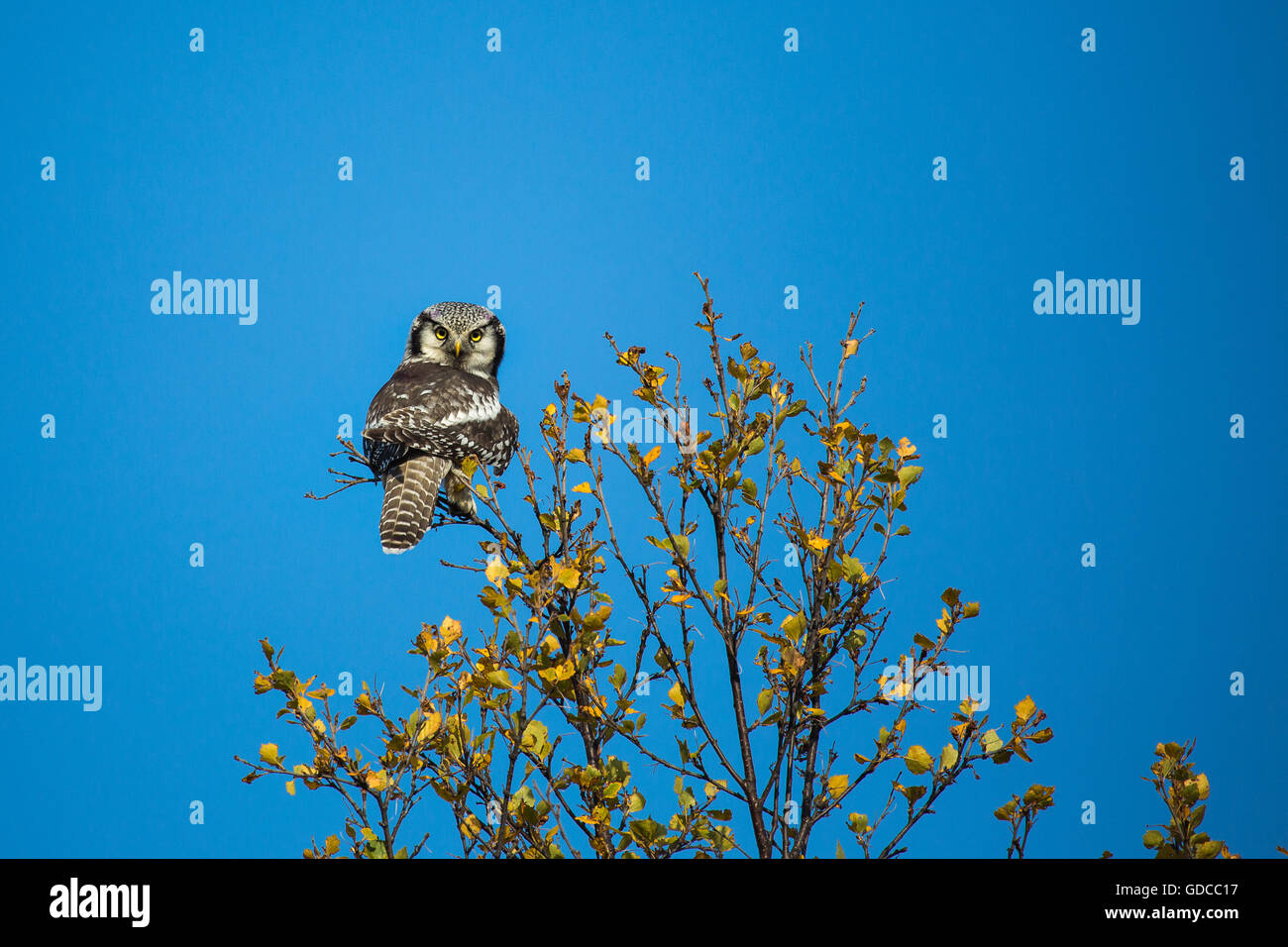 Owl,Europe,autumn,autumn colors,scenery,landscape,Lapland,Norway ...