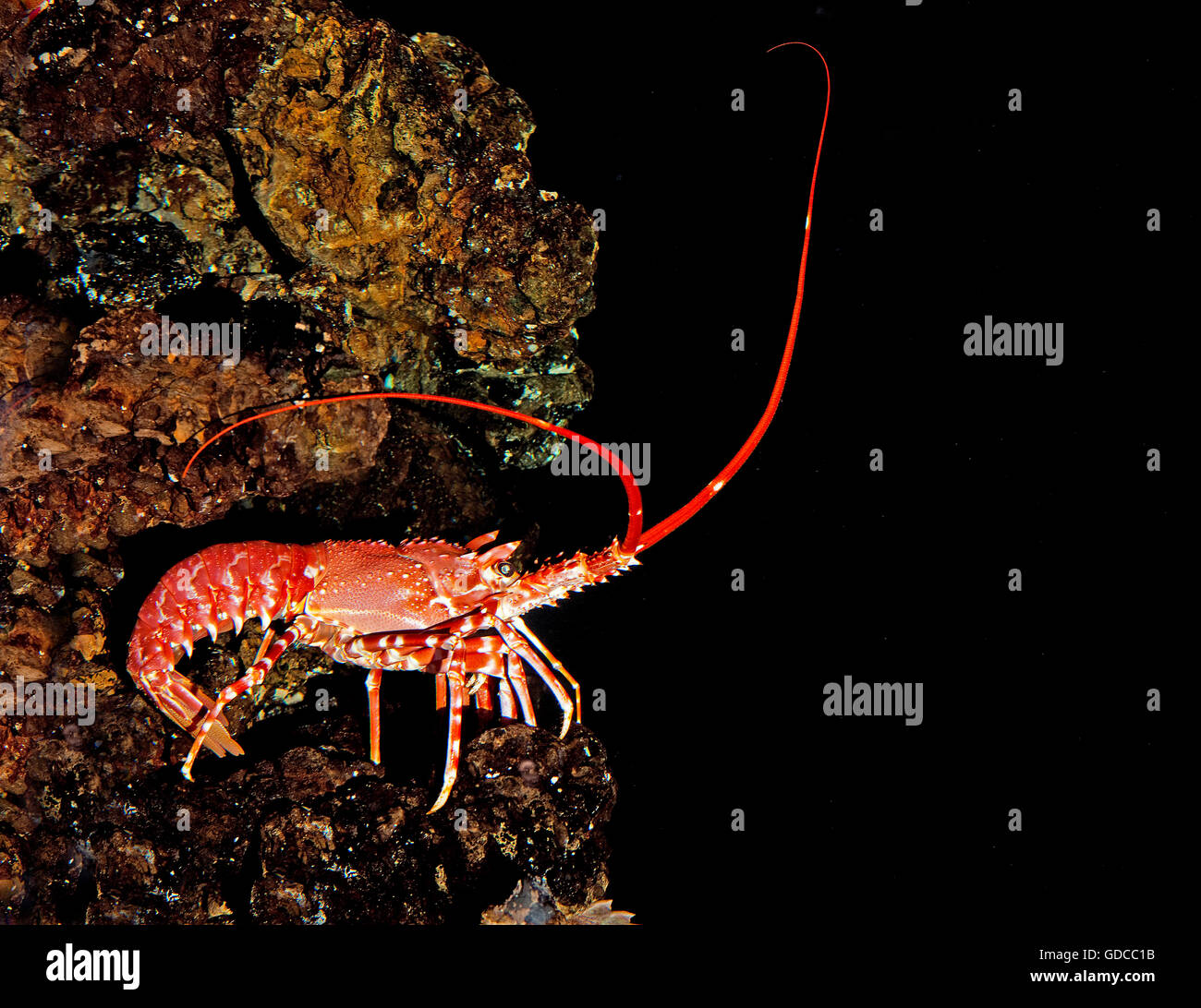 Lobster side view hi-res stock photography and images - Alamy