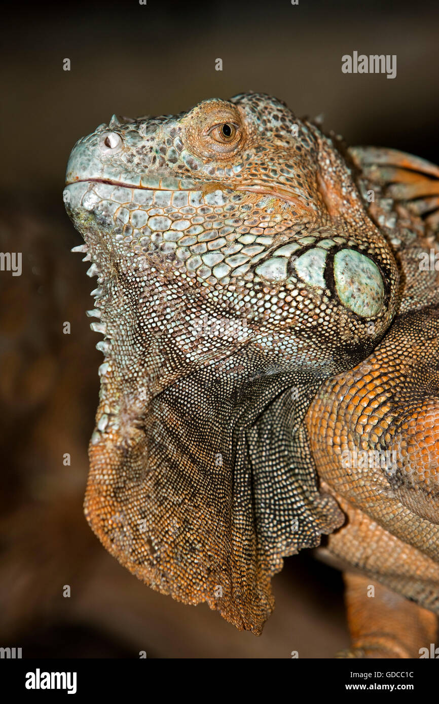Iguana head hi-res stock photography and images - Alamy