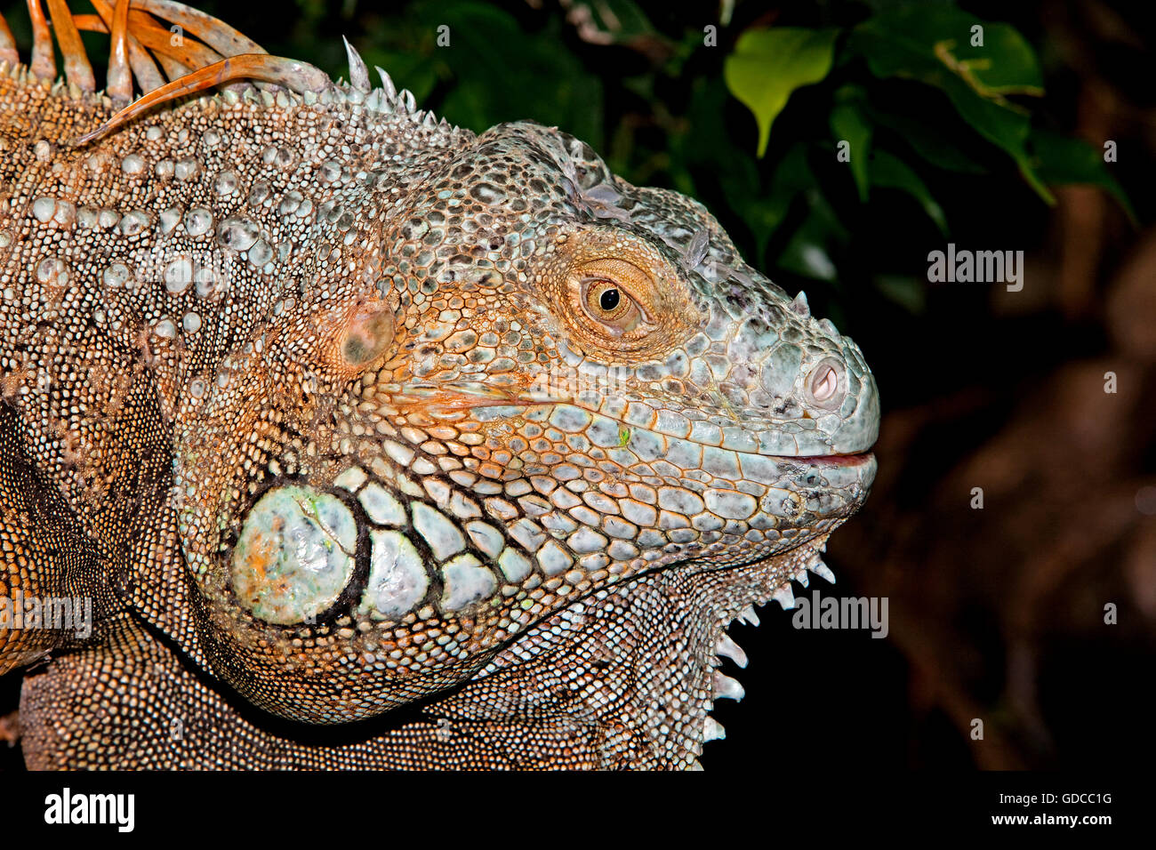 Green iguana iguana iguana head hi-res stock photography and images - Alamy