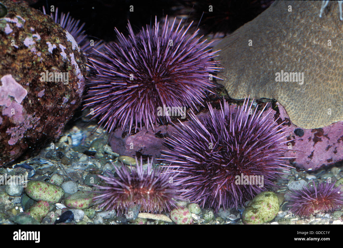 Strongylocentrotus purpuratus hi-res stock photography and images - Alamy