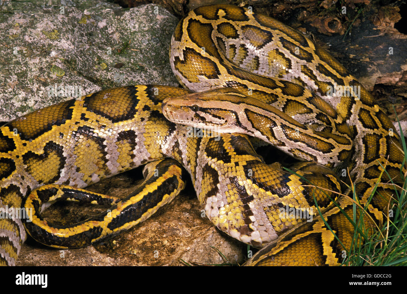 INDIAN PYTHON python molurus Stock Photo - Alamy INDIAN PYTHON python molurus Stock Photo - Alamy