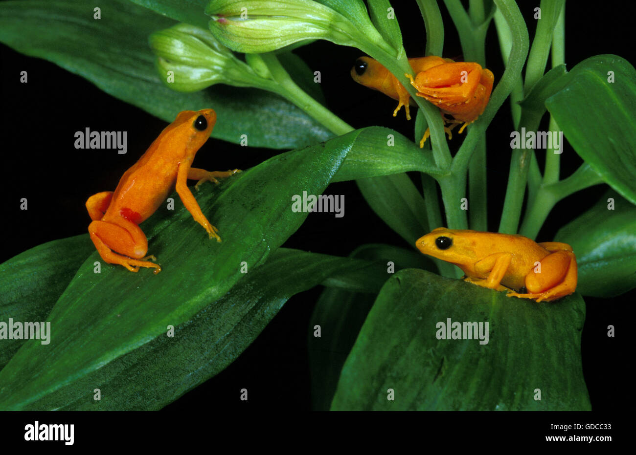 Mantella hi-res stock photography and images - Alamy