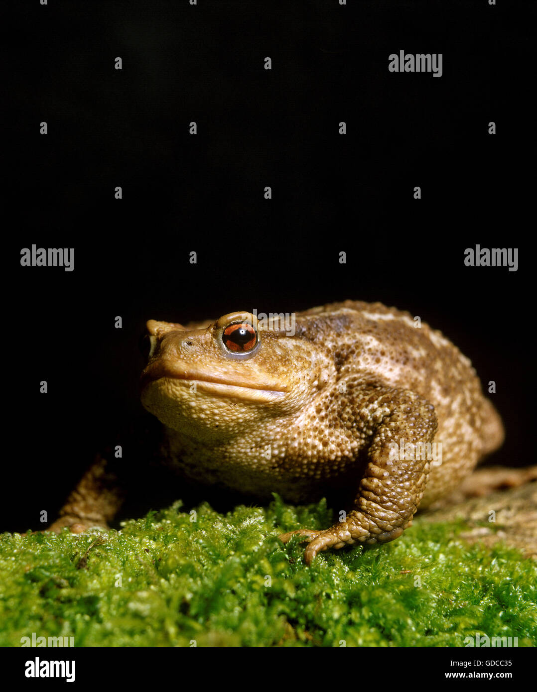 Mature bufo bufo hi-res stock photography and images - Alamy