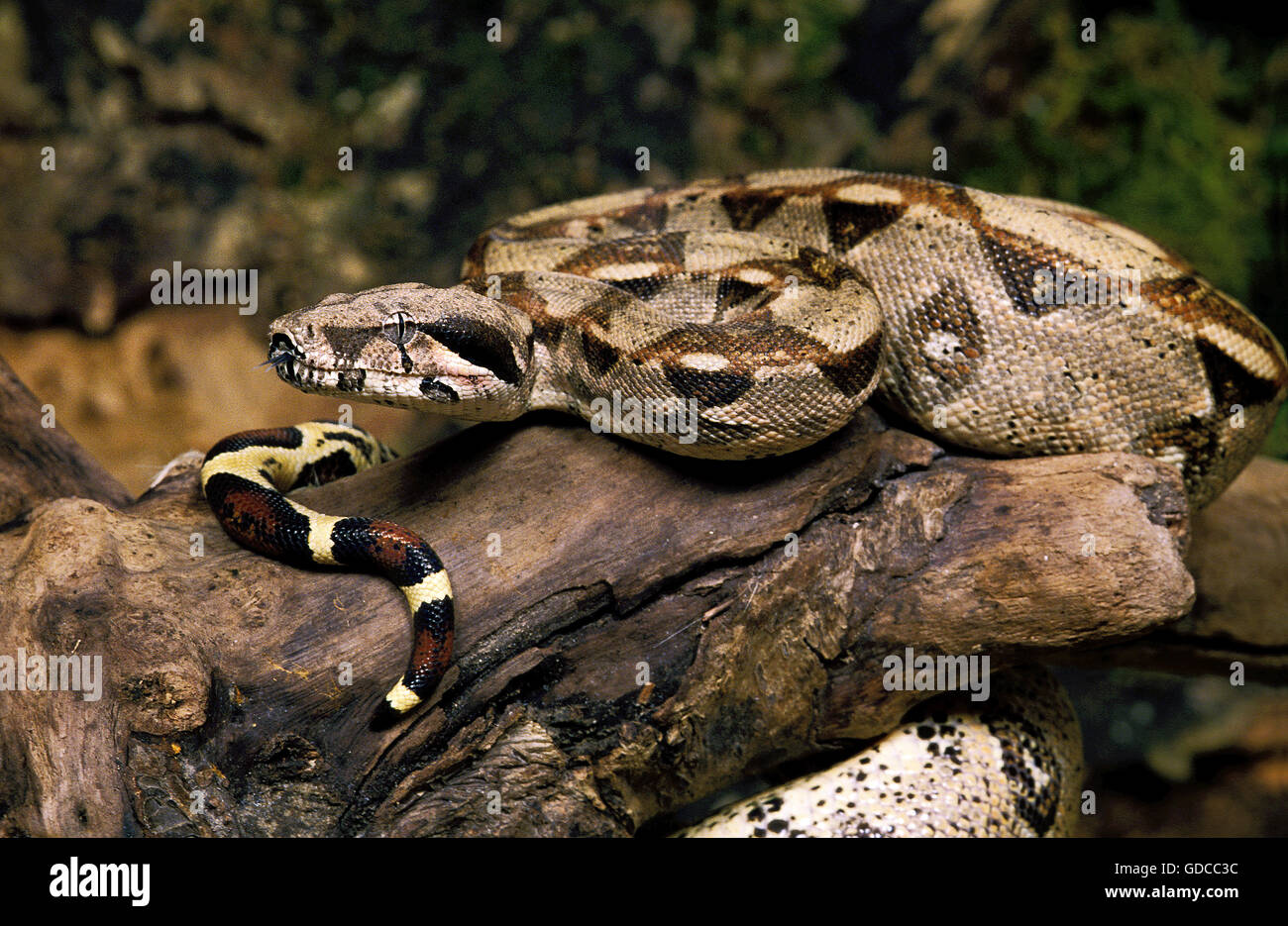 BOA CONSTRICTOR boa constrictor, ADULT Stock Photo - Alamy