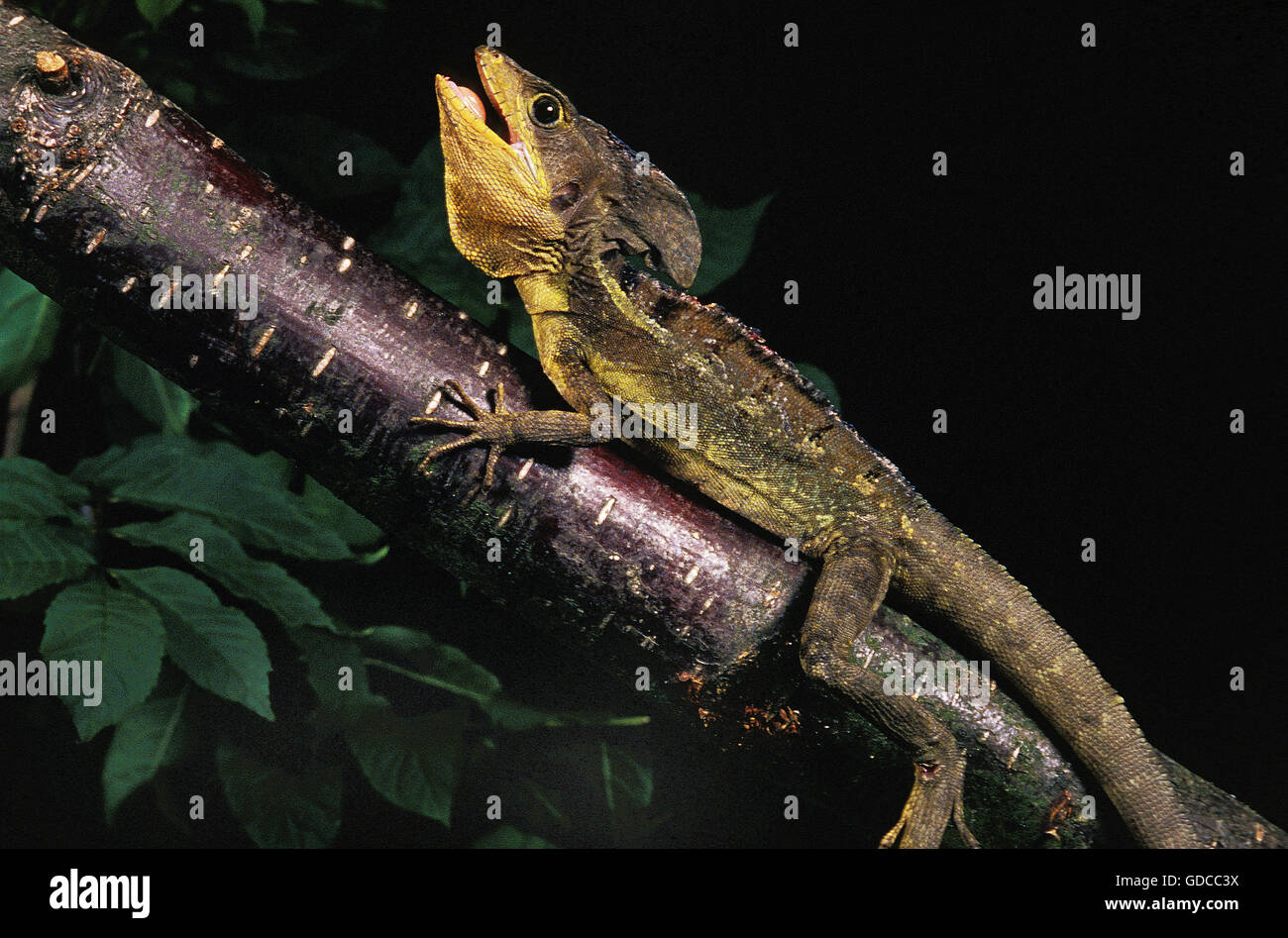 Brown basilisk lizard basiliscus vittatus hi-res stock photography and ...