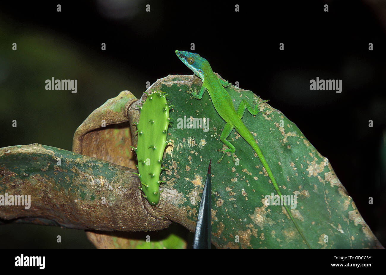Green anole lizard hi-res stock photography and images - Alamy